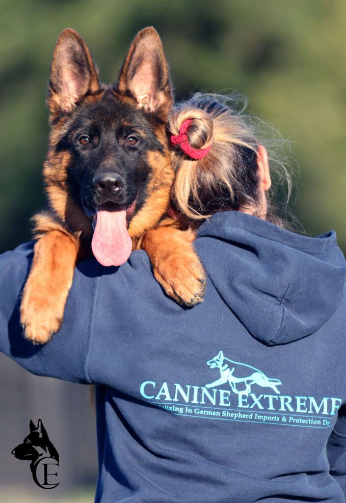 Guide to finding the Best German Shepherd Breeder in Florida